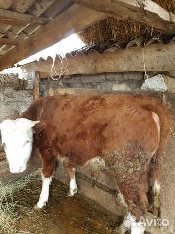 Бык 11 месяцев