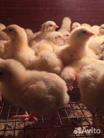 Цыпленок бройлерный