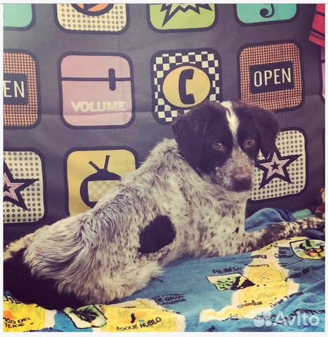 Ищу ответственного хозяина