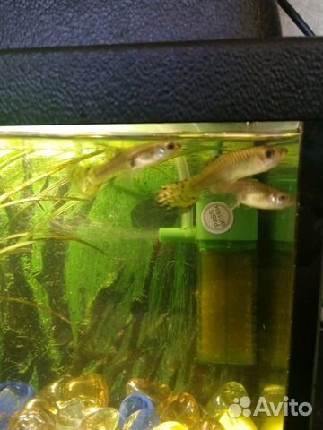 Самки Гуппи