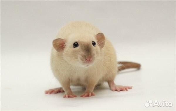 Крыска сиамская