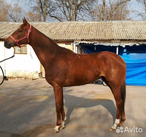 Продается скаковая кобыла