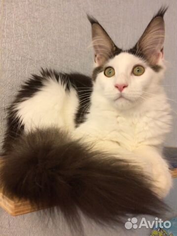 Красивые глазки, шикарные ушки