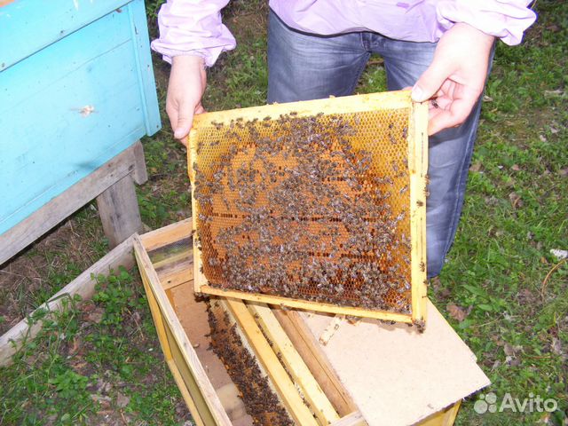 Продам пчелопакеты на рамке Дадан