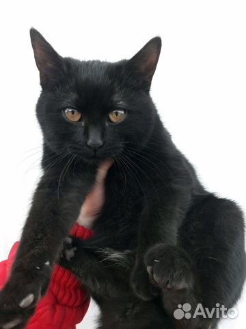 Кошечка от пародистой пароды