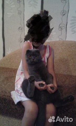 Красивый вислоухий британец ищет себе дом