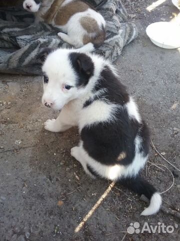 Только в добрые руки щеночки-девочки