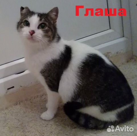 Кошка Глафира ищет дом