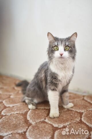 Роскошная Эшли в поисках семьи