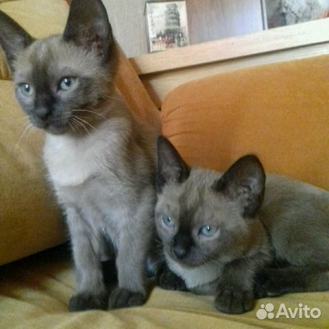 Котята бурмы европейской