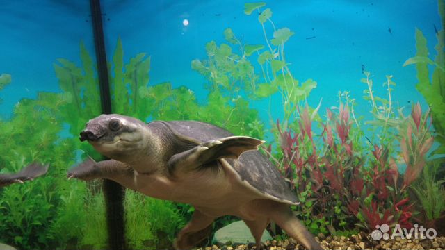 Свинорылая черепаха