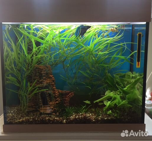 Аквариум