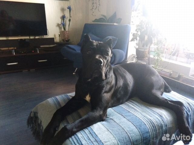 Собака породы кане корсо