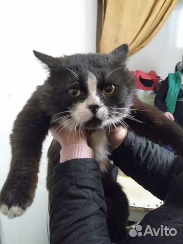 Кот "доцент"-найден наКулакова.ищу добрые ручки