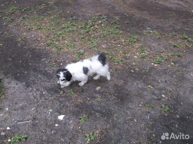 Пропала собака