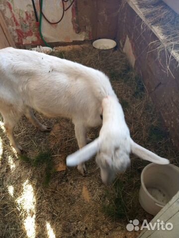 Коза Заненская