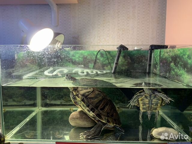 Красноухие черепахи