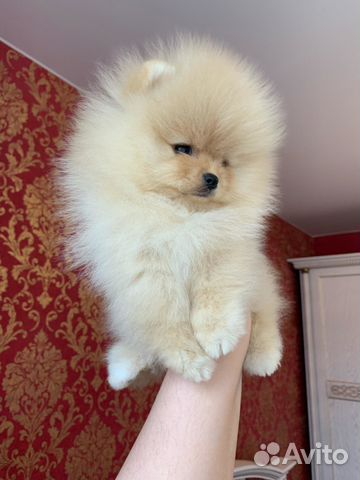 Шпиц лайт оранж девочка