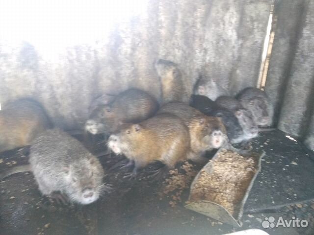 Нутрии на убой