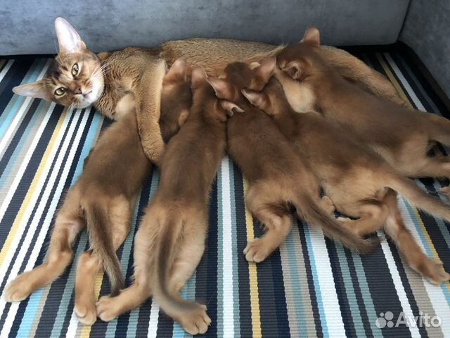Абиссинские котята