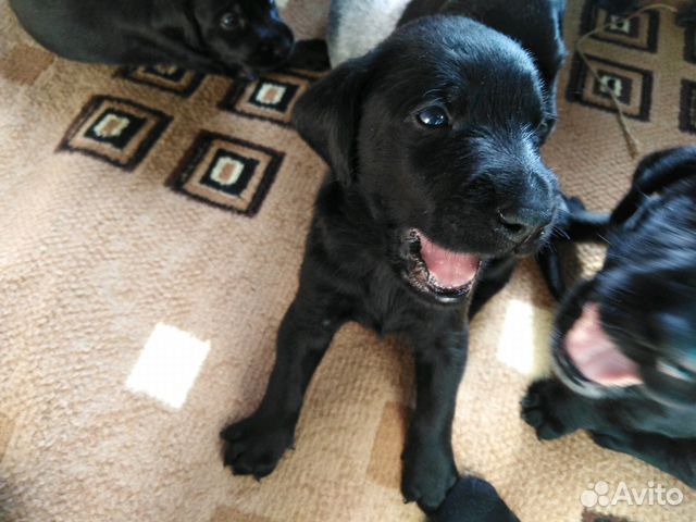 Чудесные крепкие щенки