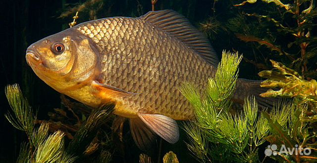 Карась живой для пруда