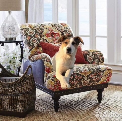 Отдам в хорошие руки Щенки в дар