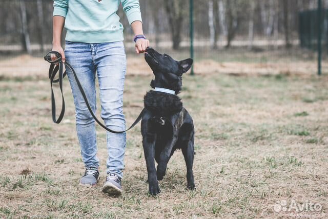 Умнейший щенок Вальтер с пронзительными глазами