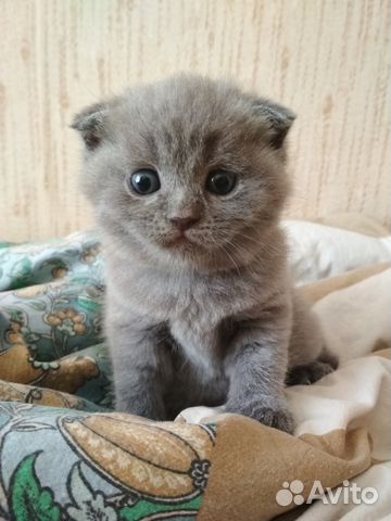 Шотландские котята