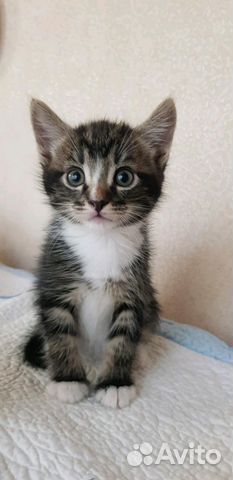 Котятки, которых предали, но успели спасти
