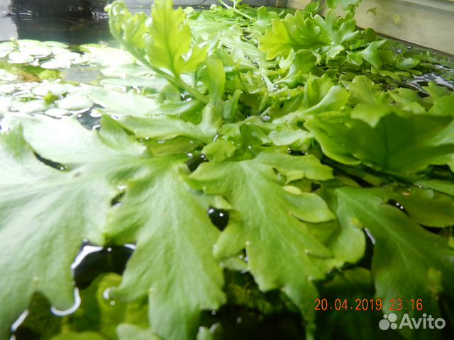 Лимнобиум Папоротник