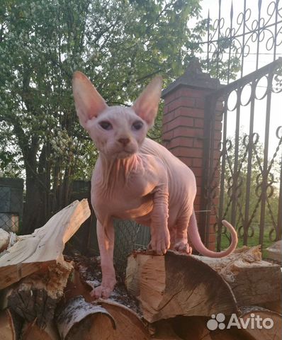 Канадский сфинкс