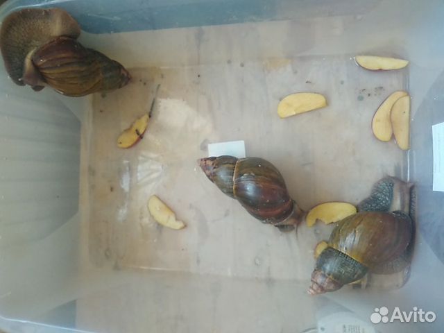 Улитки-Ахитины