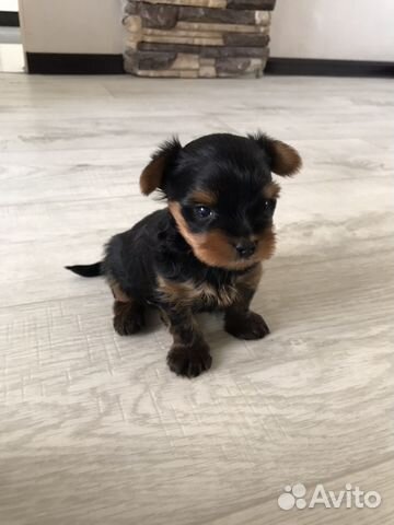 Продам щенка Йоркширского терьера девочка (мини)