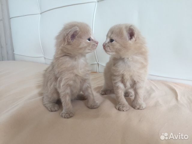 Котята Сибирской кошки