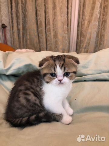 Котята (шотландская вислоухая)