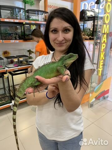 Агама водяная