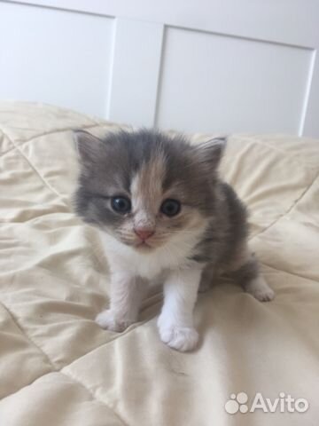 Котёнок в хорошие руки