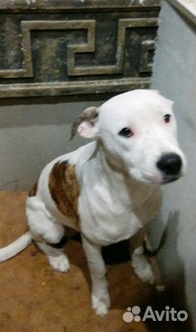 Пропал щенок