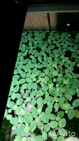 Трава в аквариум