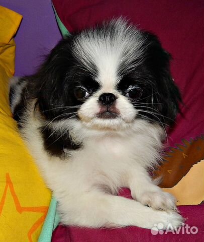 Маленькие самурайчики