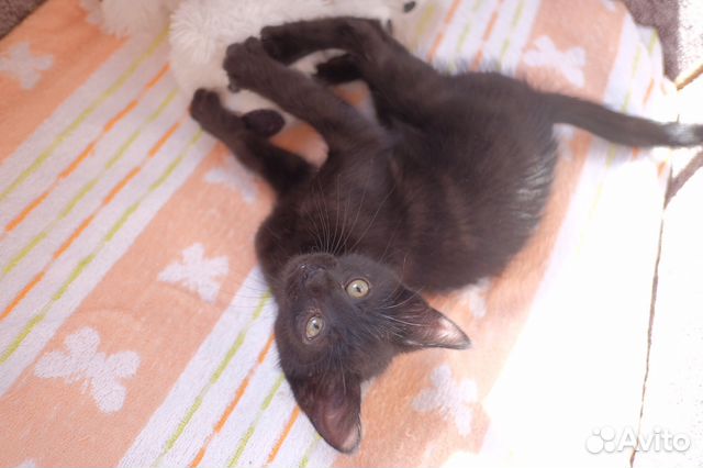 Котенок ищет дом