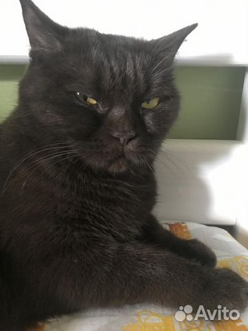 Кошка Шотландская Прямоухая (Stright)