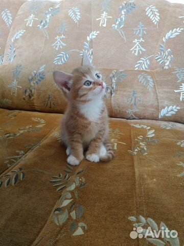 Котята от грозы мышей. Привезем домой