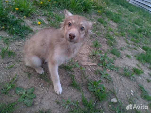 Метисы хаски