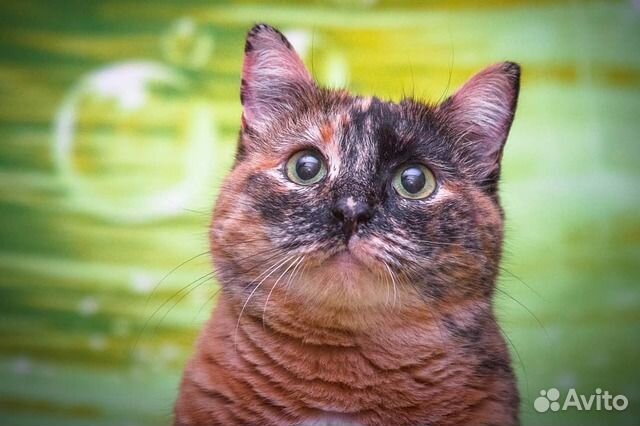 Роскошная трехцветная метис британской кошки Рыся