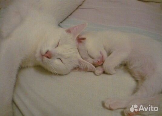 Котенок возраст 2.5 месяца