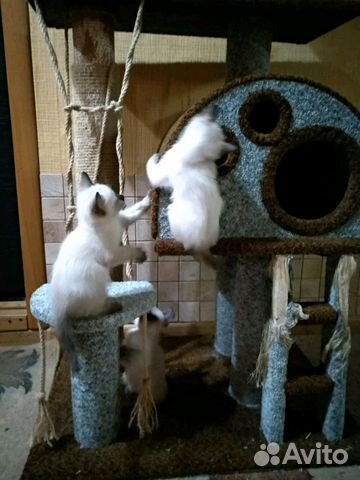 Тайцы, меконги