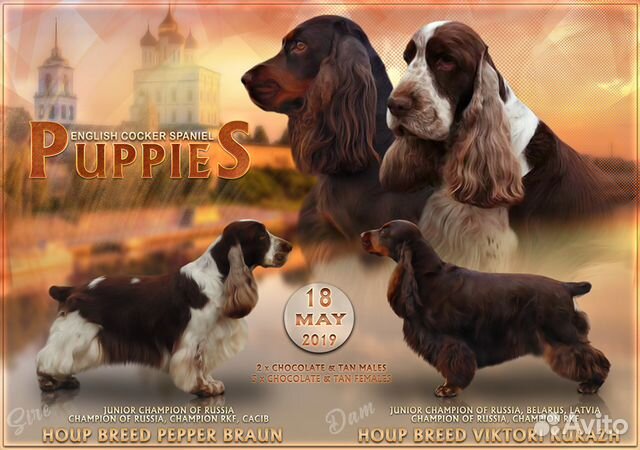 Щенки английского кокер спаниеля