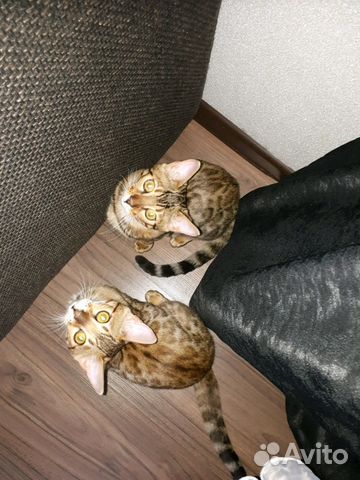 Клубные бенгальские крошки